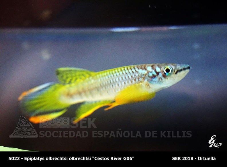 5022 - Epiplatys olbrechtsi olbrechtsi Cestos River G06 | Sociedad ...
