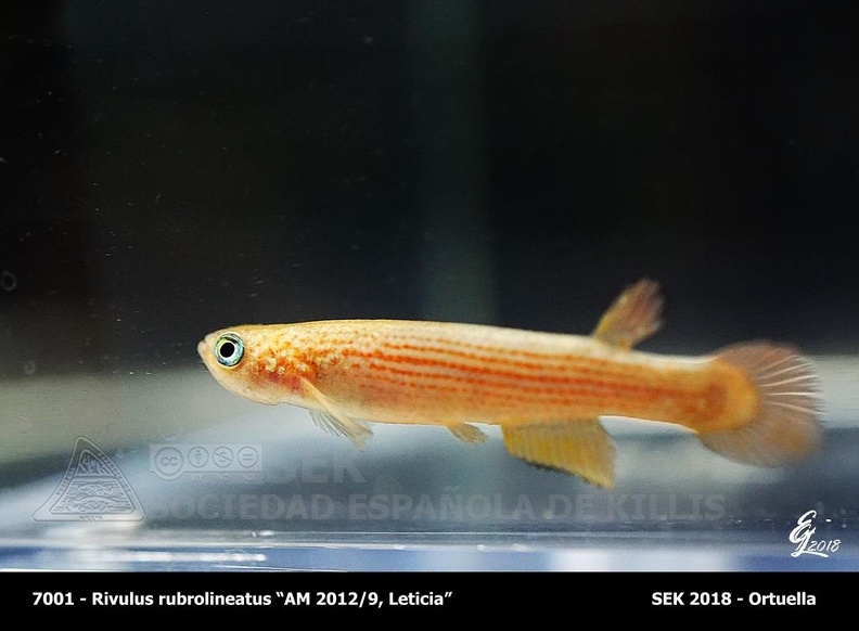 7001 - Rivulus rubrolineatus AM 2012-9 Leticia | Sociedad Española de ...