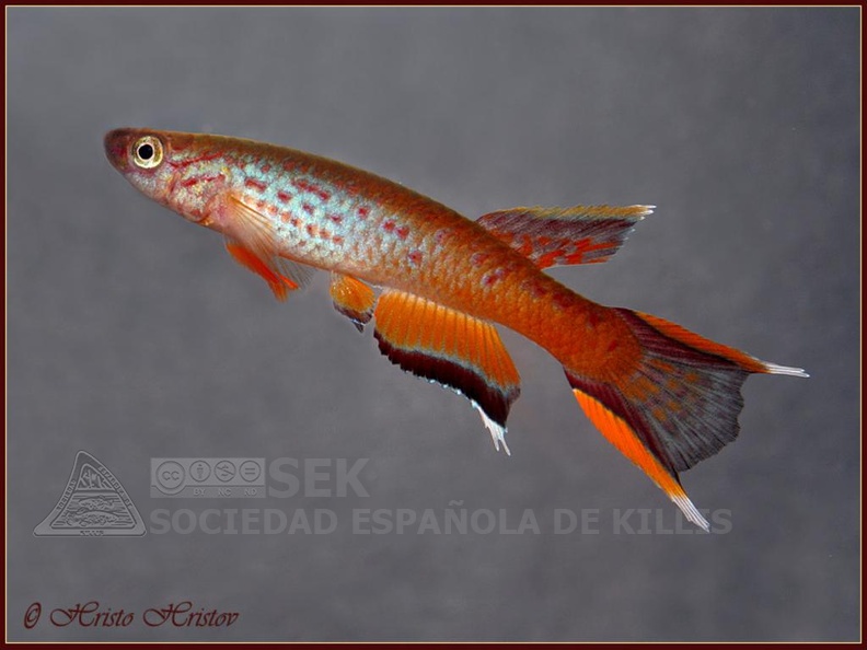 Grupo II | Sociedad Española de Killis (SEK) - Galería de imágenes