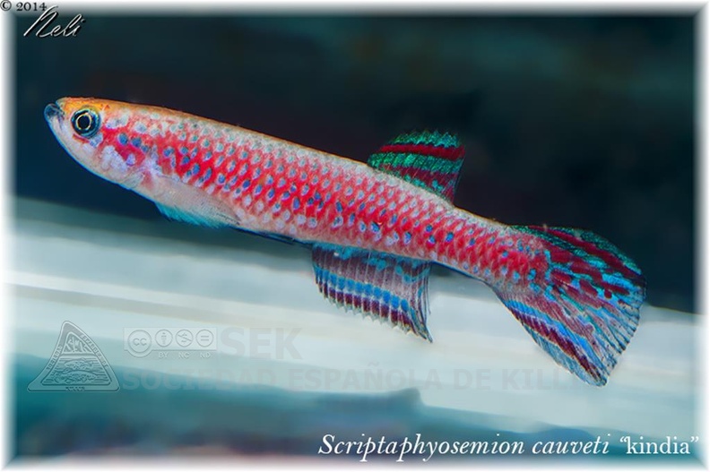 Grupo II | Sociedad Española de Killis (SEK) - Galería de imágenes