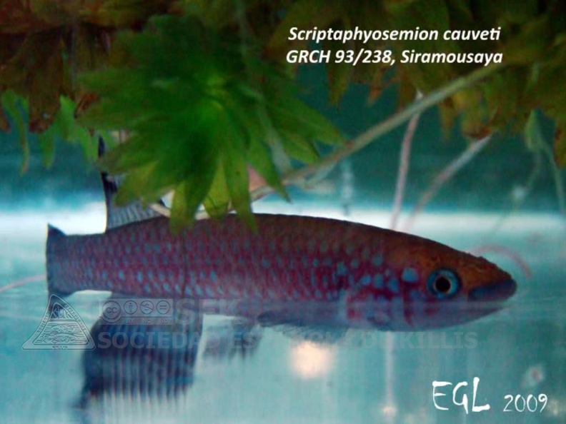 Scriptaphyosemion cauveti GRCH 93/238 Siramousaya - Eduardo García ...