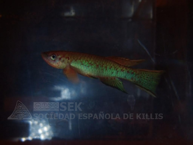 Grupo II | Sociedad Española de Killis (SEK) - Galería de imágenes