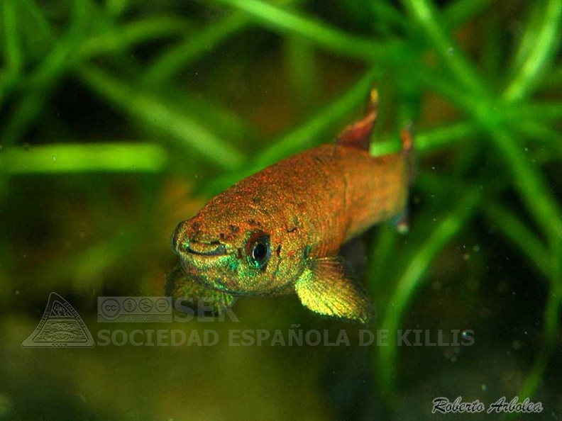 Scriptaphyosemion guignardi Mamou - Roberto Arbolea Aragoncillo ...