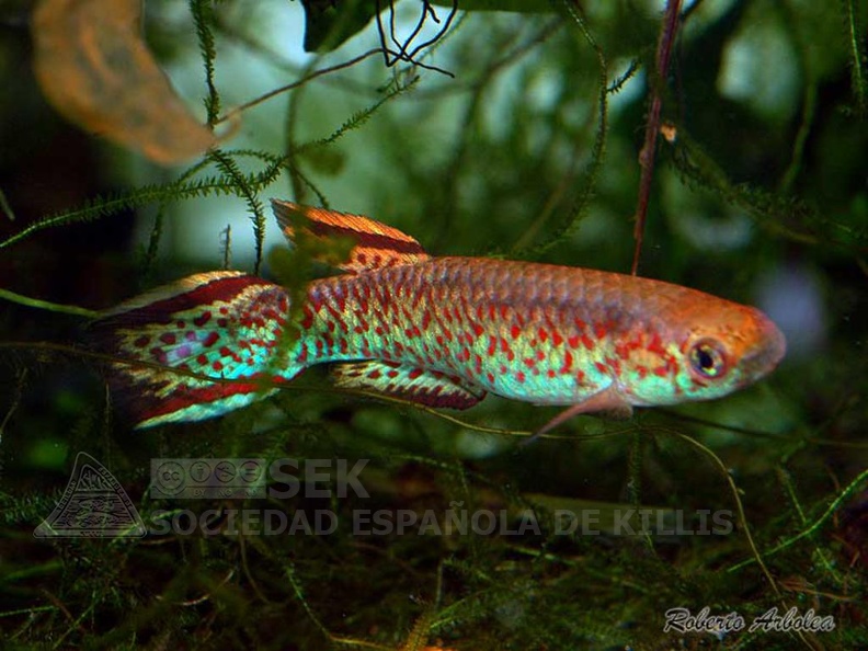 Grupo II | Sociedad Española de Killis (SEK) - Galería de imágenes