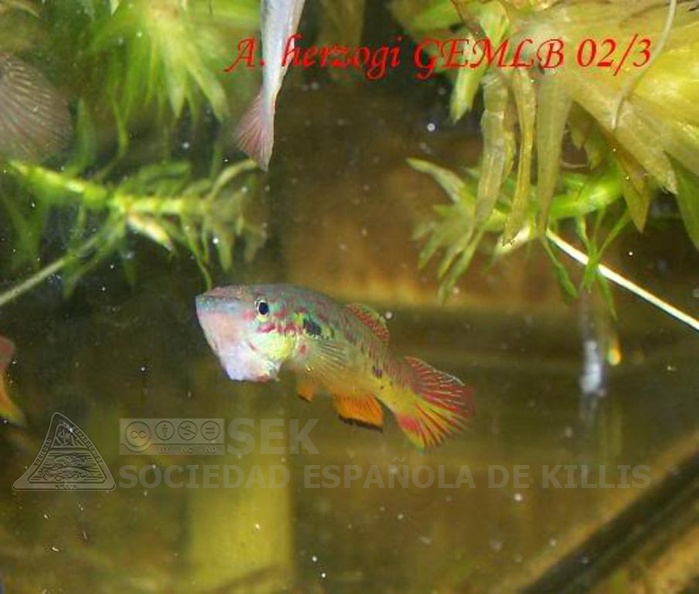 Aphyosemion herzogi GEMLB 02/3 - Pedro Cubillo | Sociedad Española de ...