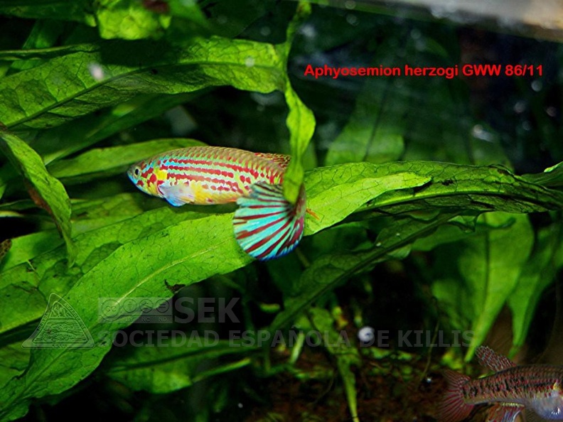 Grupo III | Sociedad Española de Killis (SEK) - Galería de imágenes