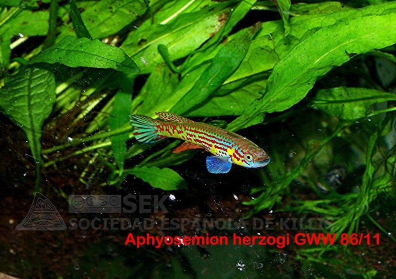 Aphyosemion herzogi GWW 86/11 - Pedro Cubillo | Sociedad Española de ...