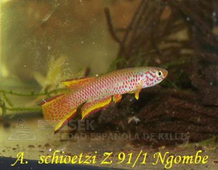 Aphyosemion schioetzi Z 91/1 Ngombe - Pedro Cubillo | Sociedad Española ...