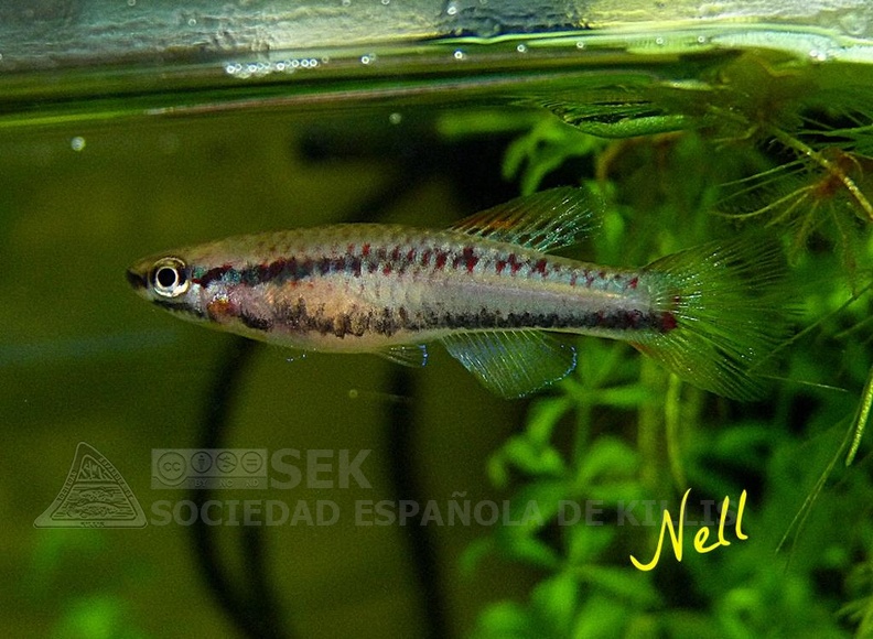 Grupo IV | Sociedad Española de Killis (SEK) - Galería de imágenes