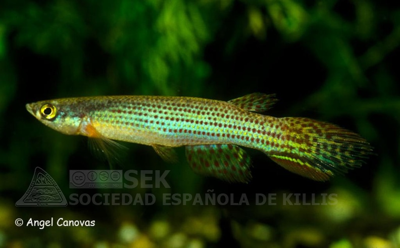 Grupo IX | Sociedad Española de Killis (SEK) - Galería de imágenes