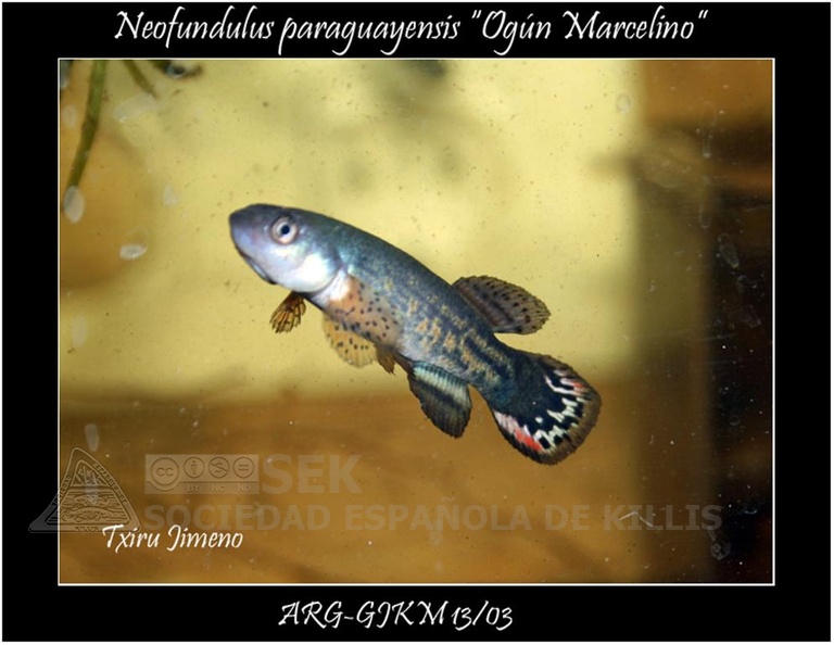 Grupo IX | Sociedad Española de Killis (SEK) - Galería de imágenes