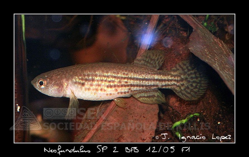 Grupo IX | Sociedad Española de Killis (SEK) - Galería de imágenes