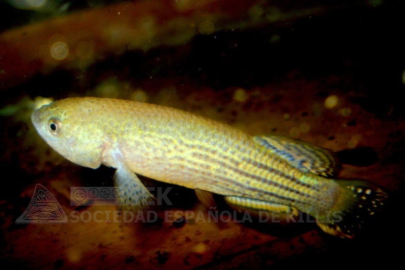 Grupo IX | Sociedad Española de Killis (SEK) - Galería de imágenes