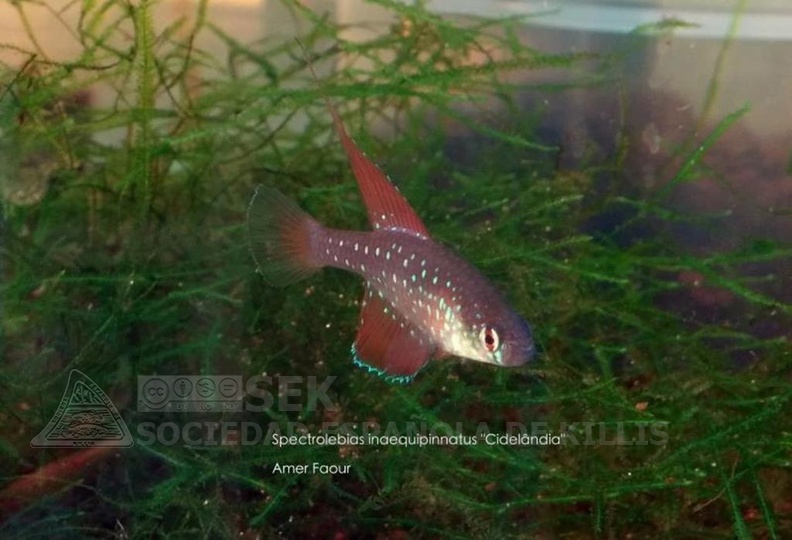 Spectrolebias Inaequipinnatus Cidelandia - Amer Faour | Sociedad ...