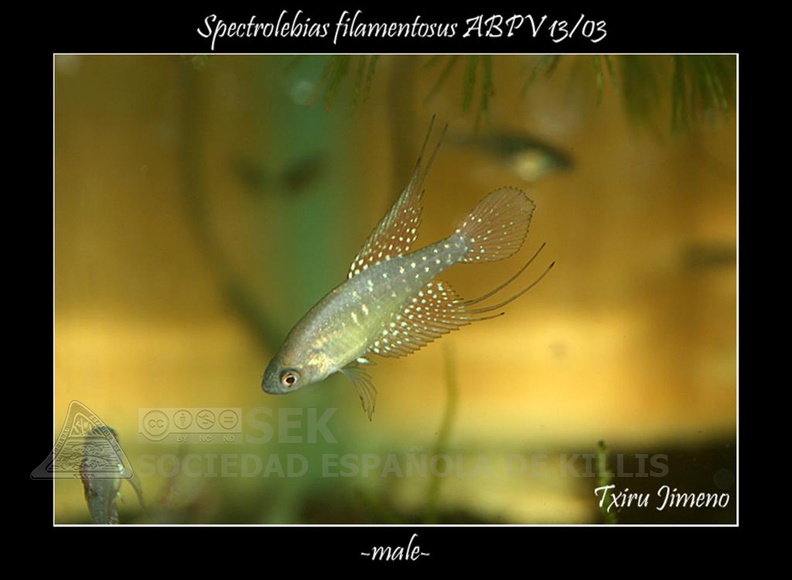 Spectrolebias filamentosus - Iban Jimeno | Sociedad Española de Killis ...