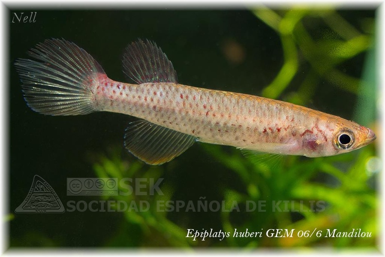 Epiplatys huberi GEM 06/6 Mandilou - Neli Martín | Sociedad Española de ...