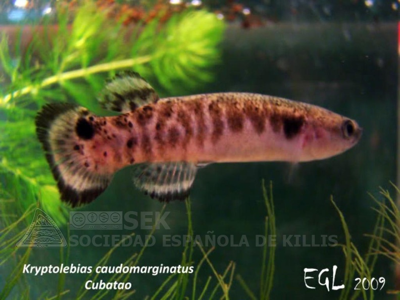 Grupo VI & VII | Sociedad Española de Killis (SEK) - Galería de imágenes