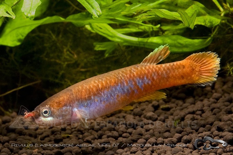 Rivulus Laimosemion Agilae JRG 07-Matoury la Mirande Santiago Barandica ...