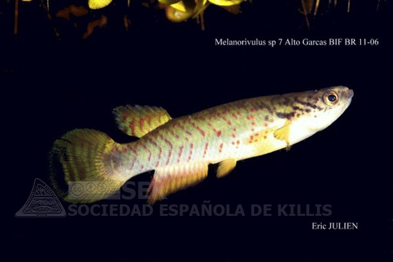 Rivulus sp. 7 Alto Garcas BIF BR 11-06 - Eric Julien | Sociedad ...