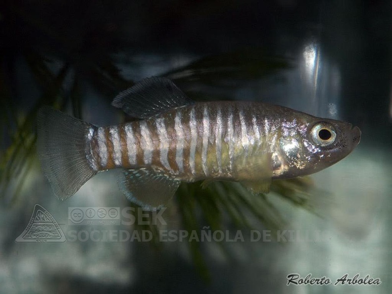 Aphanius persicus Lago Maharlu Iran - Roberto Arbolea | Sociedad ...